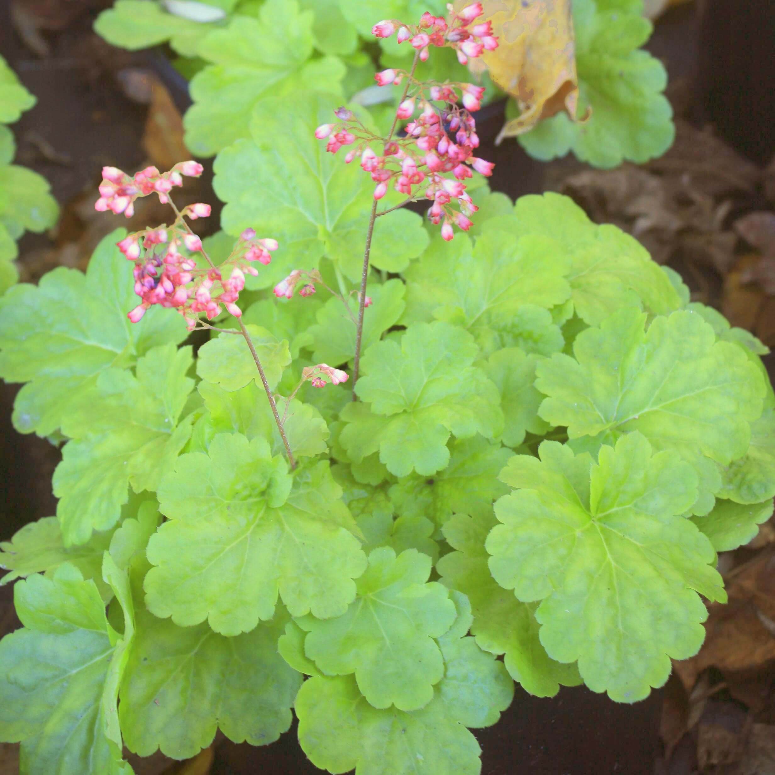 Coral Bells Green