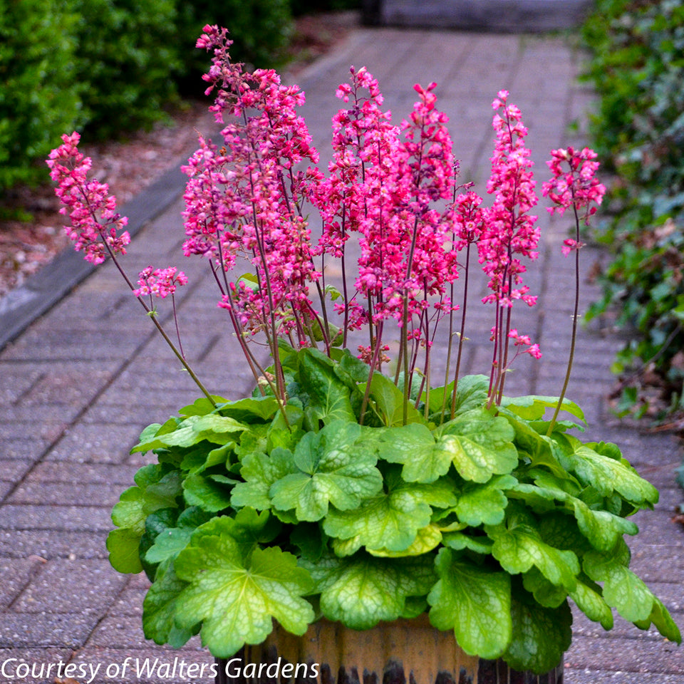 Heuchera 'Timeless Glow' Coral Bells | Rare Roots