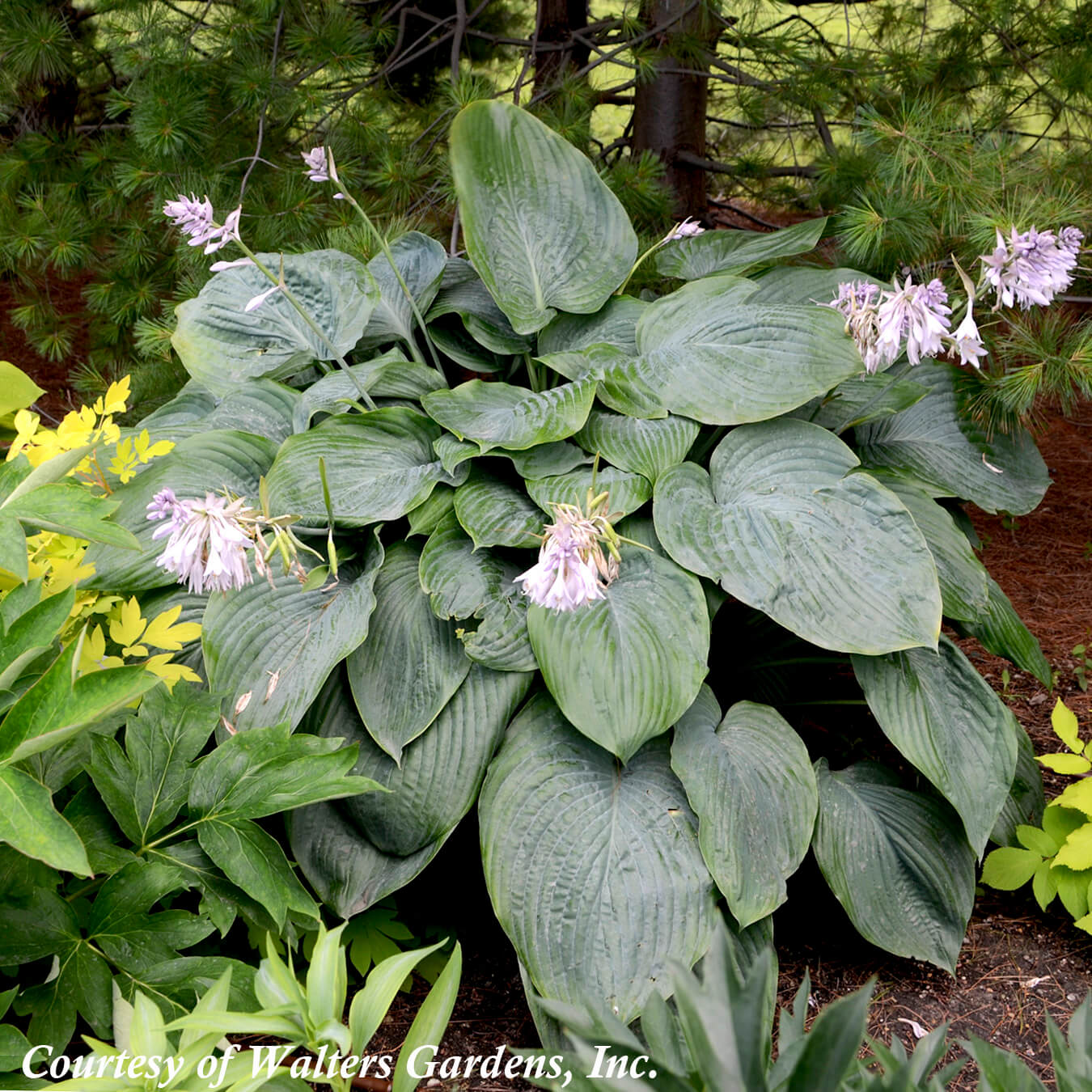 Hosta Empress Wu Plantain Lily for Sale | Rare Roots