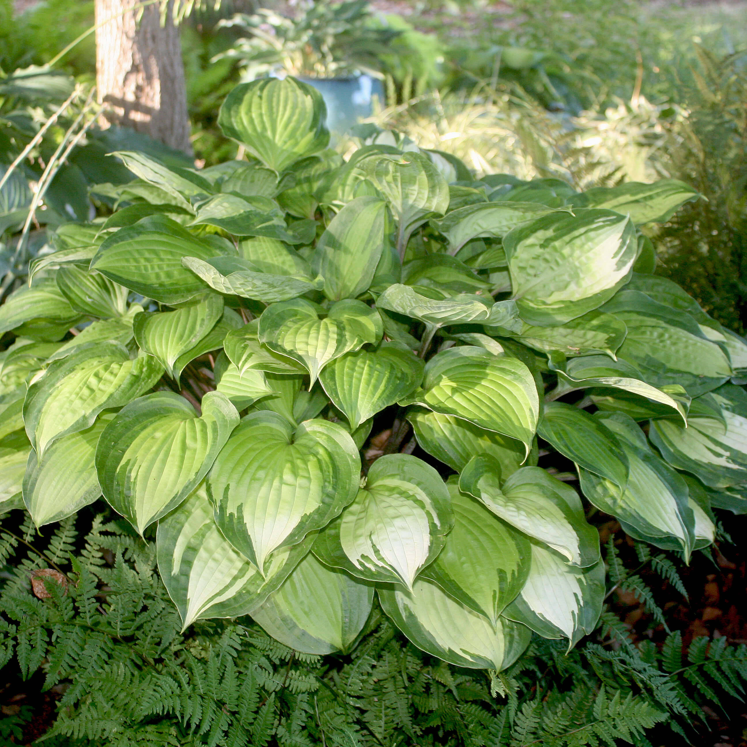 Hosta Island Breeze Plantain Lily for Sale | Rare Roots