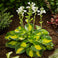 Hosta Sunset Grooves plantain lily for sale | Rare Roots