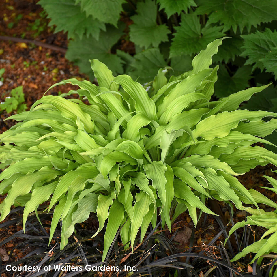 Hosta Curly Fries Miniature Plantain Lily for sale | Rare Roots
