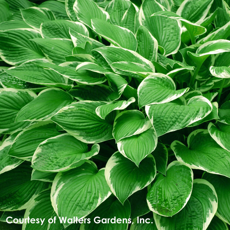 Hosta Francee Plantain Lily for sale | Rare Roots