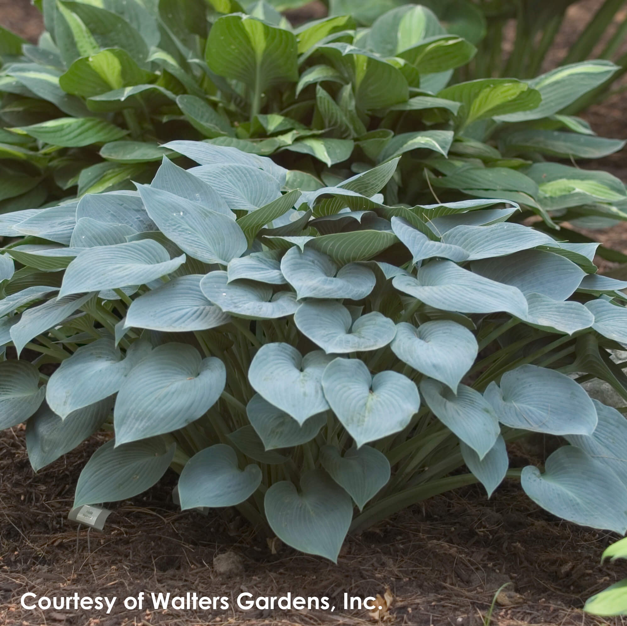 Hosta Halcyon Plantain Lily for sale | Rare Roots