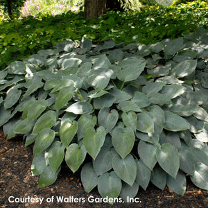Hosta Halcyon Plantain Lily for sale | Rare Roots