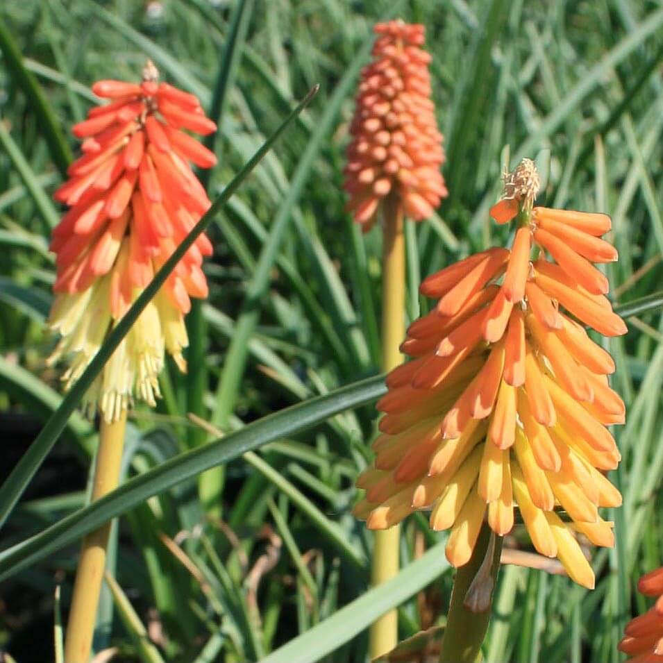 Kniphofia Border Ballet Red Hot Poker for sale | Rare Roots