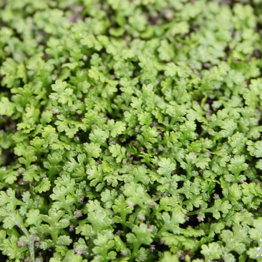 Brass Buttons Ground Cover Ground Cover Solutions