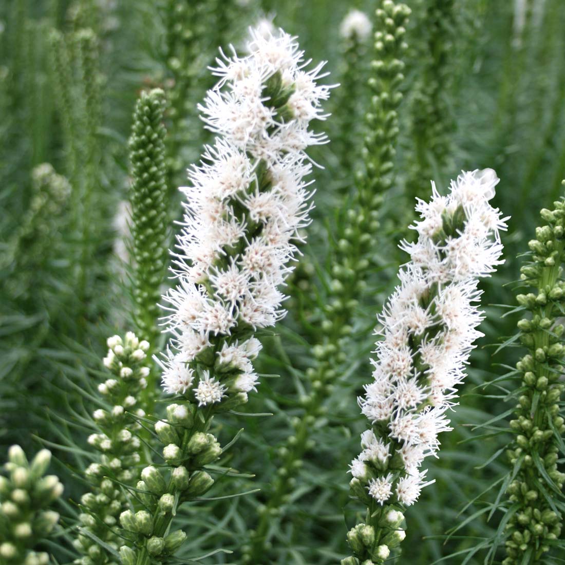 Liatris spicata 'Floristan White' Gayfeather | Rare Roots