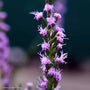 Liatris microcephala Dwarf Gayfeather for sale | Rare Roots