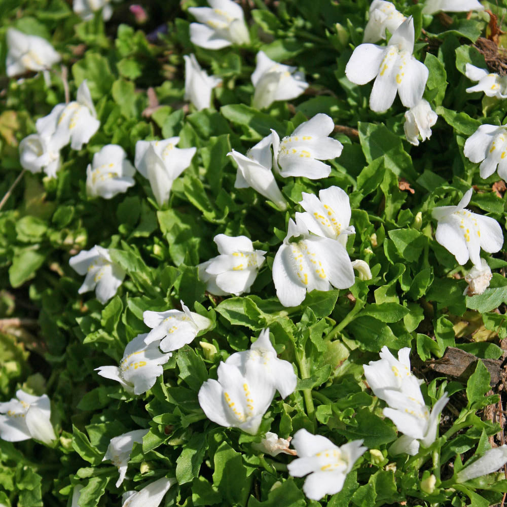 Mazus reptans 'Alba' Creeping White for Sale | Rare Roots
