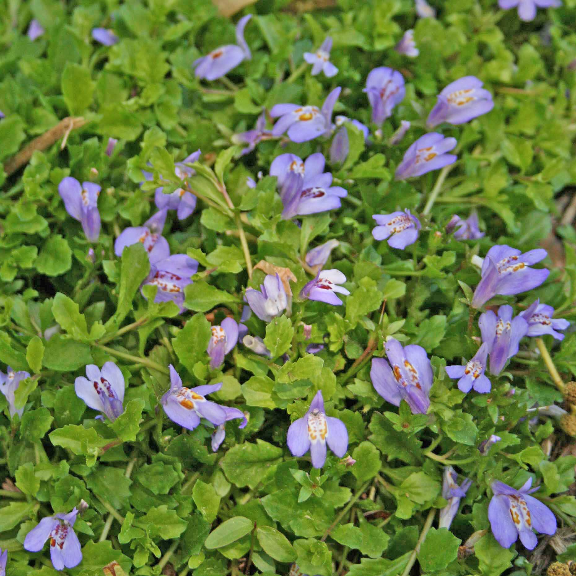 White Creeping Mazus Plant