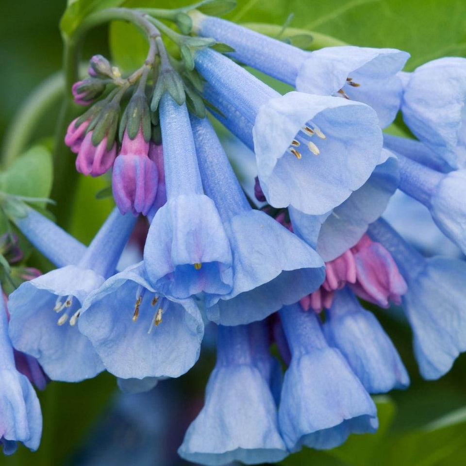 Mertensia virginica Virginia Bluebells | Rare Roots
