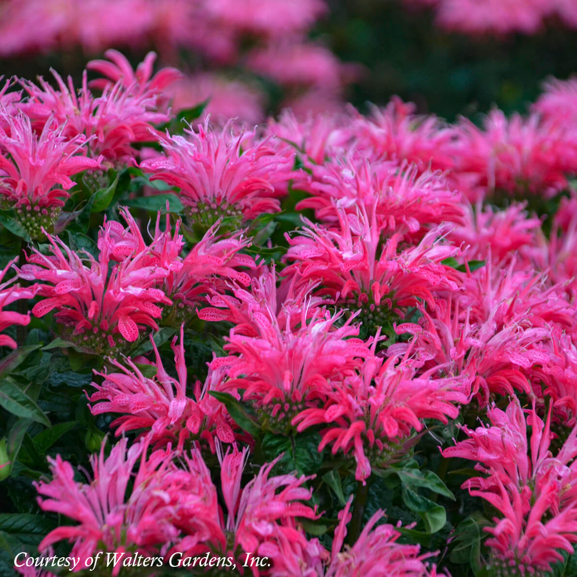 Monarda Electric Neon Pink Bee Balm for Sale | Rare Roots
