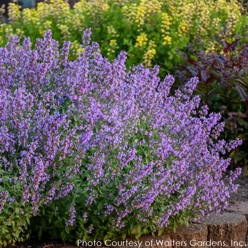 Nepeta faassenii Cat's Meow Catmint for Sale | Rare Roots