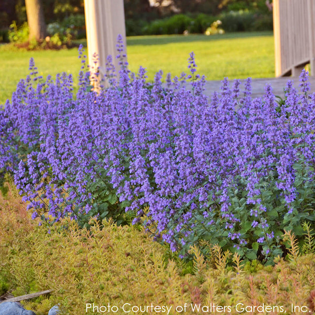Nepeta faassenii Cat's Meow Catmint for Sale | Rare Roots