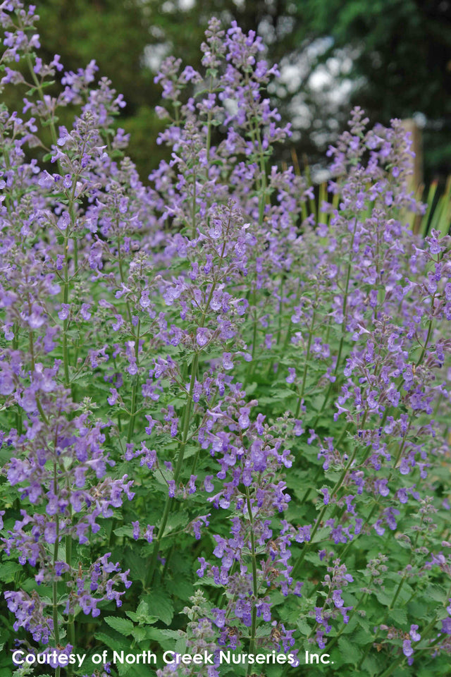 Nepeta faassenii Junior Walker Catmint for Sale | Rare Roots