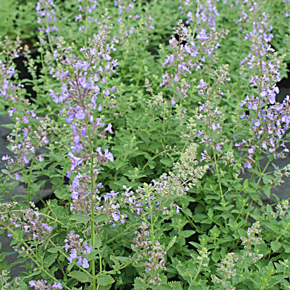 Nepeta faassenii Junior Walker Catmint for Sale | Rare Roots