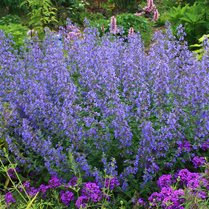 Nepeta faassenii Walker's Low Catmint for Sale | Rare Roots