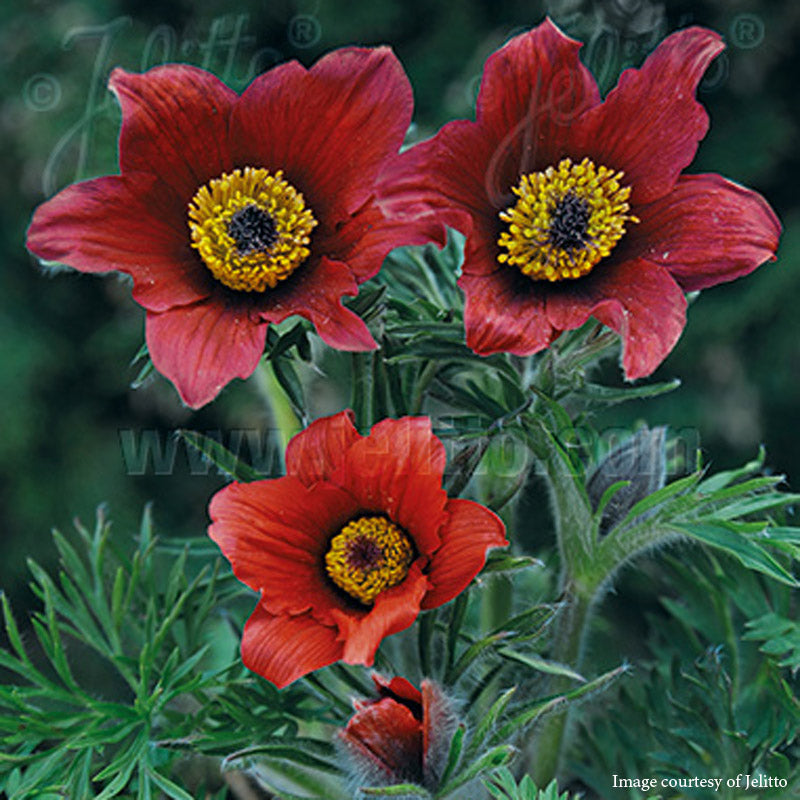 Pulsatilla Red Bells | Rare Roots