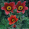 Pulsatilla Red Bells | Rare Roots