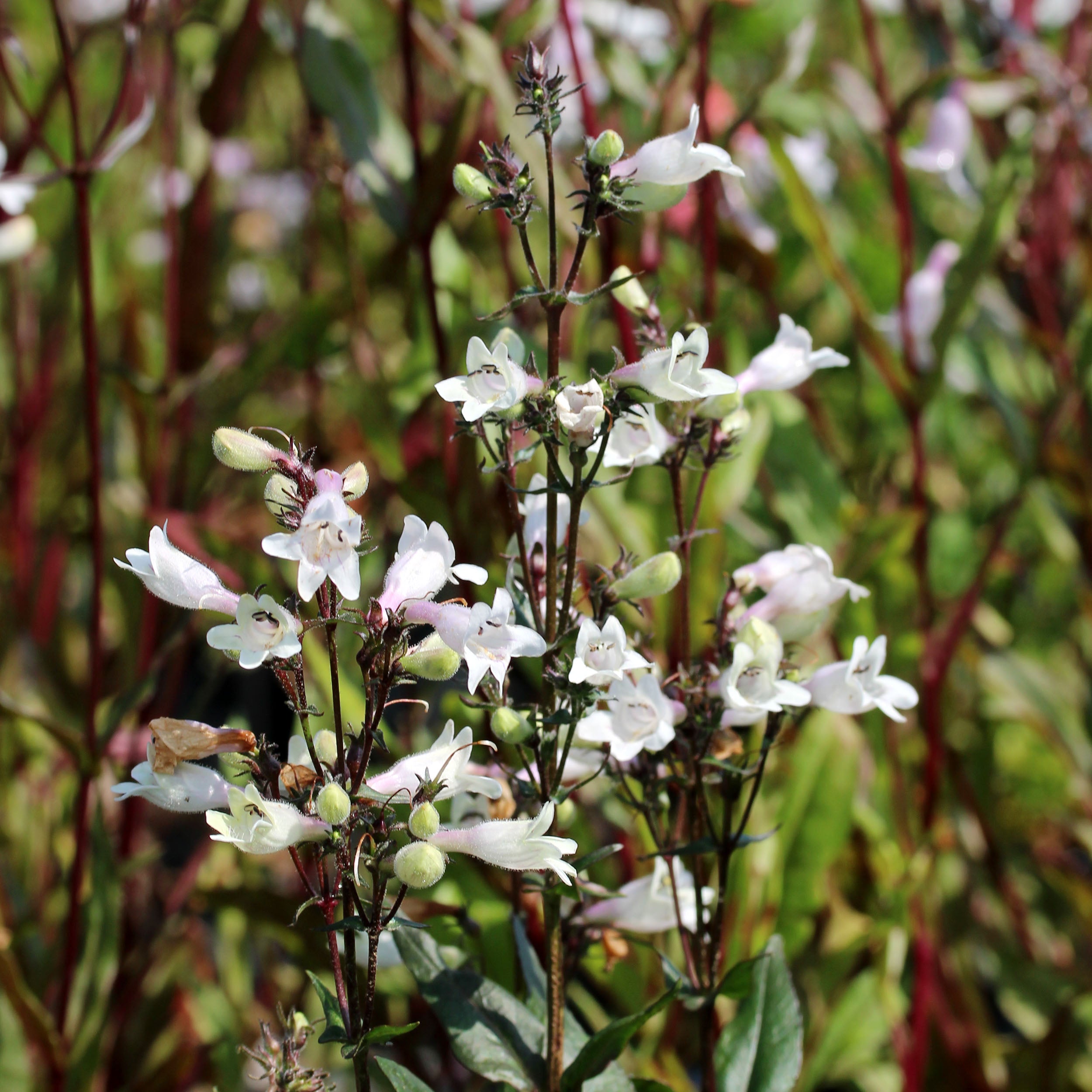 Penstemon Digitalis In Winter