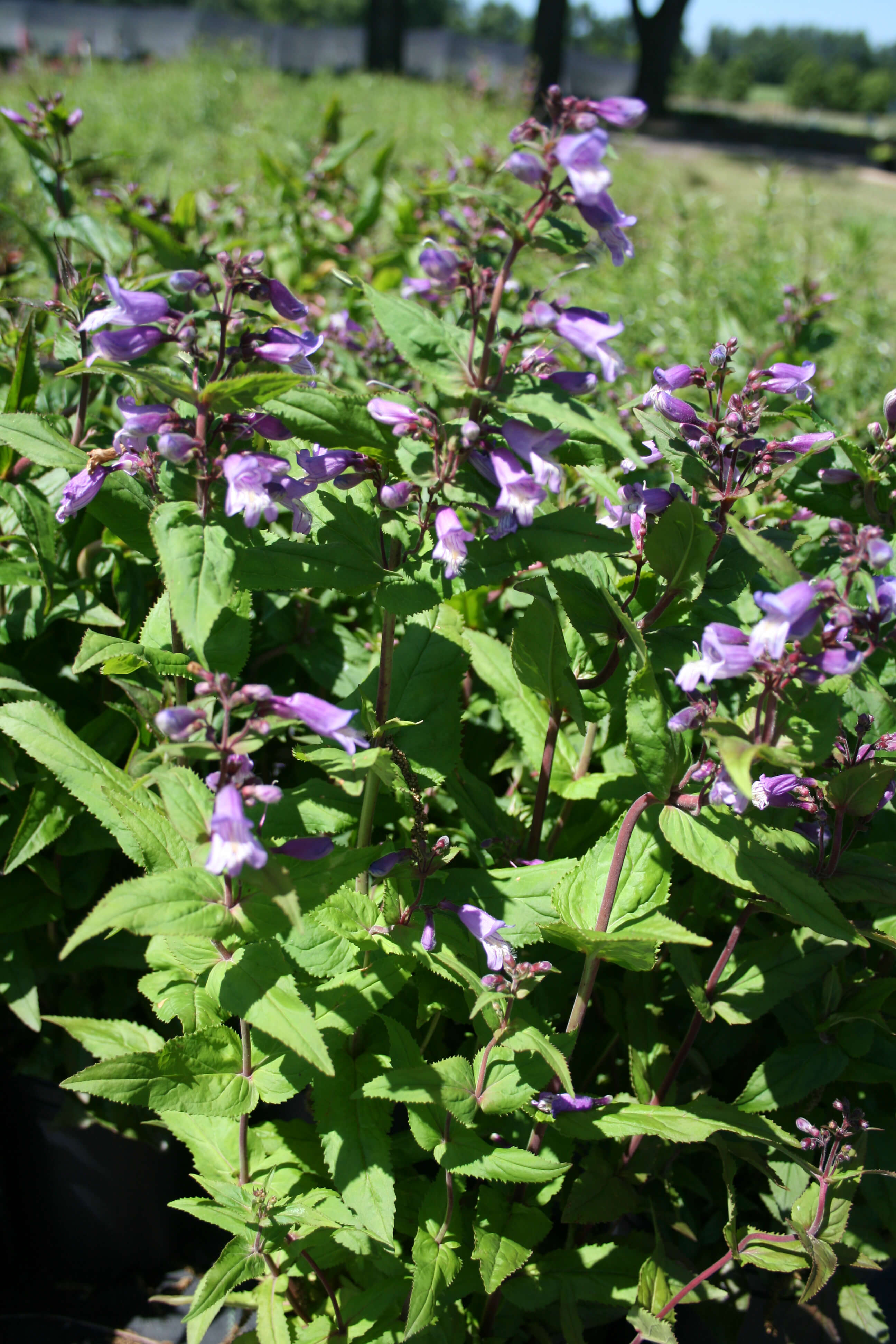 Penstemon smallii Smalls Beardtongue for Sale | Rare Roots