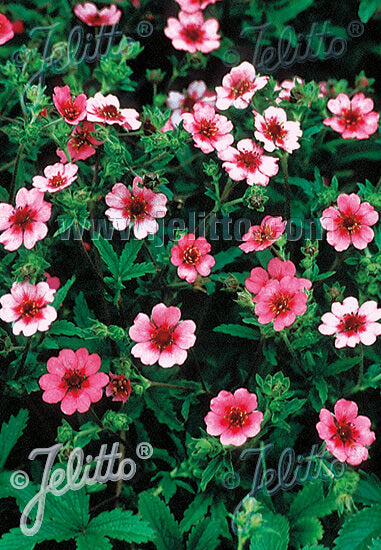 Potentilla nepalensis Nepal Cinquefoil for Sale | Rare Roots
