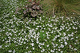 Pratia angulata White Star Creeper for sale | Rare Roots