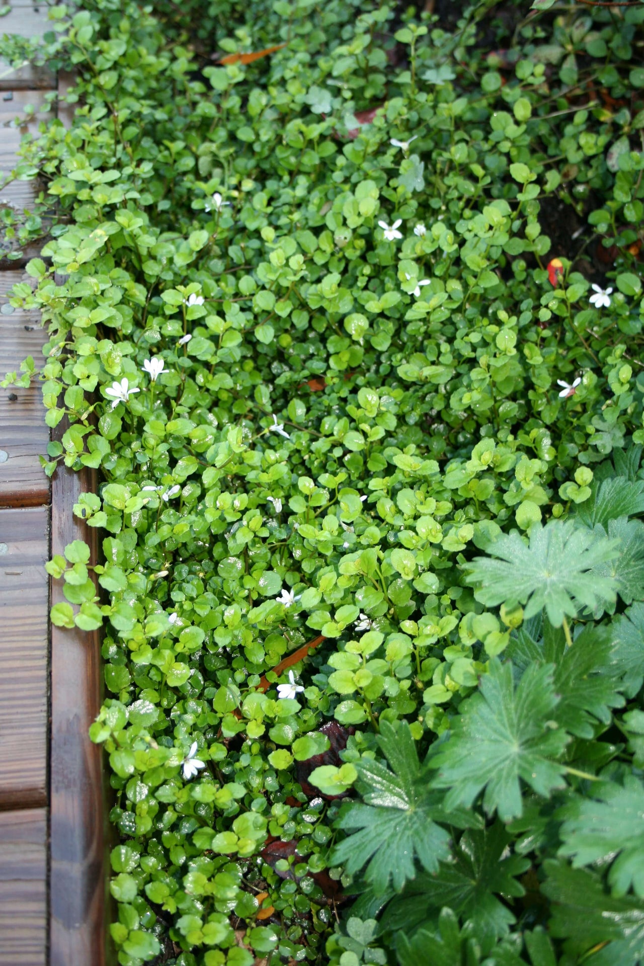 Pratia angulata White Star Creeper for sale | Rare Roots