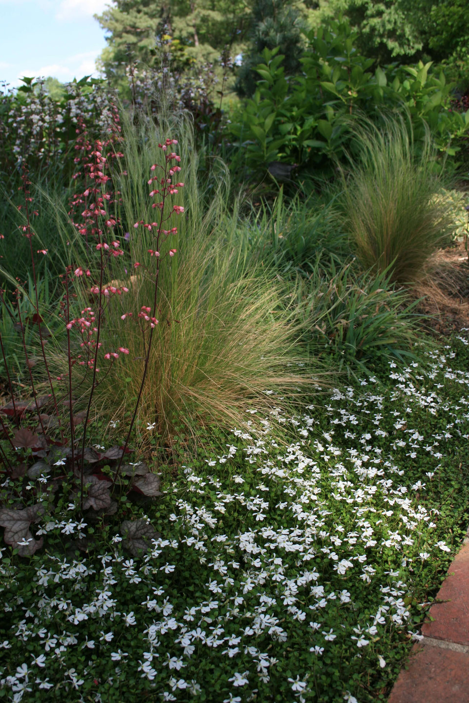 Pratia angulata White Star Creeper for sale | Rare Roots