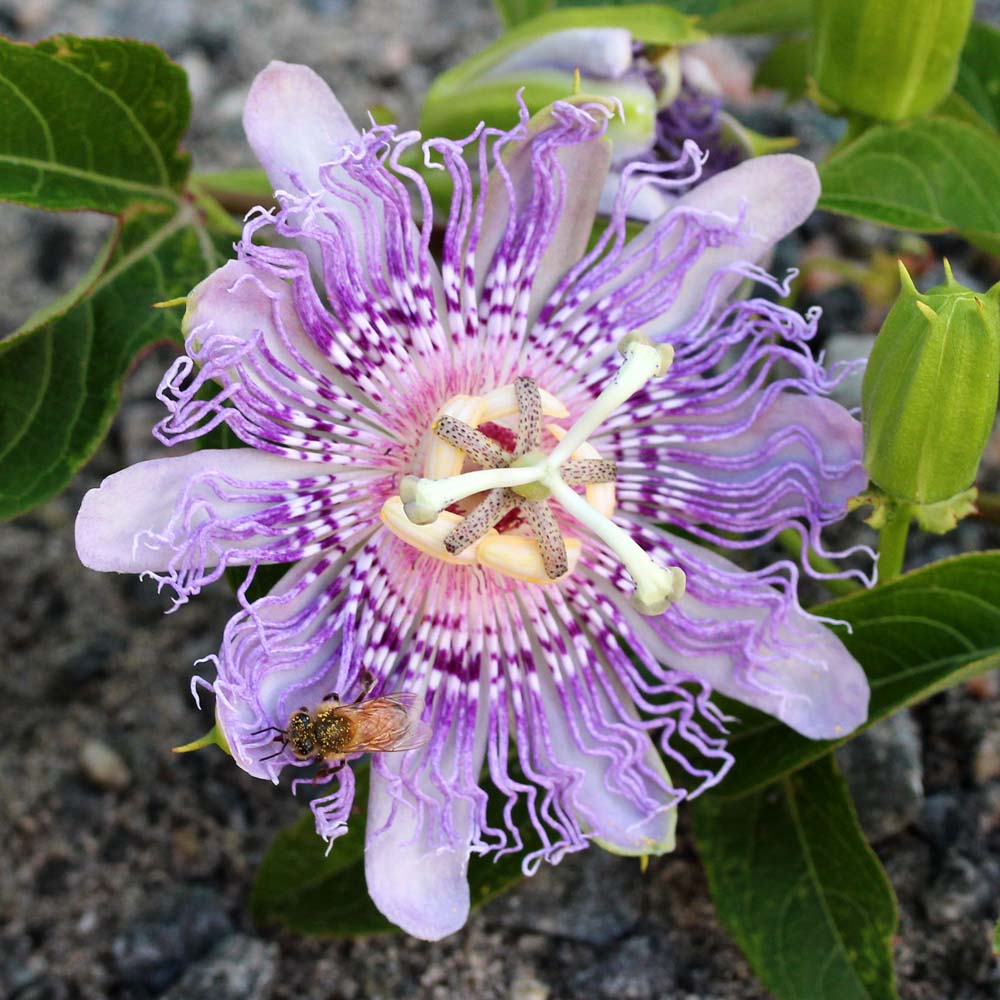 Passiflora incarnata Passionflower for sale | Rare Roots