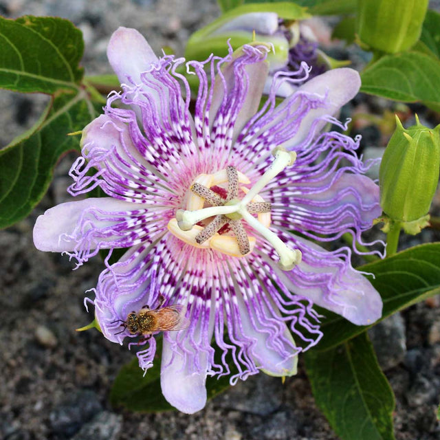 Passiflora incarnata Passionflower for sale | Rare Roots