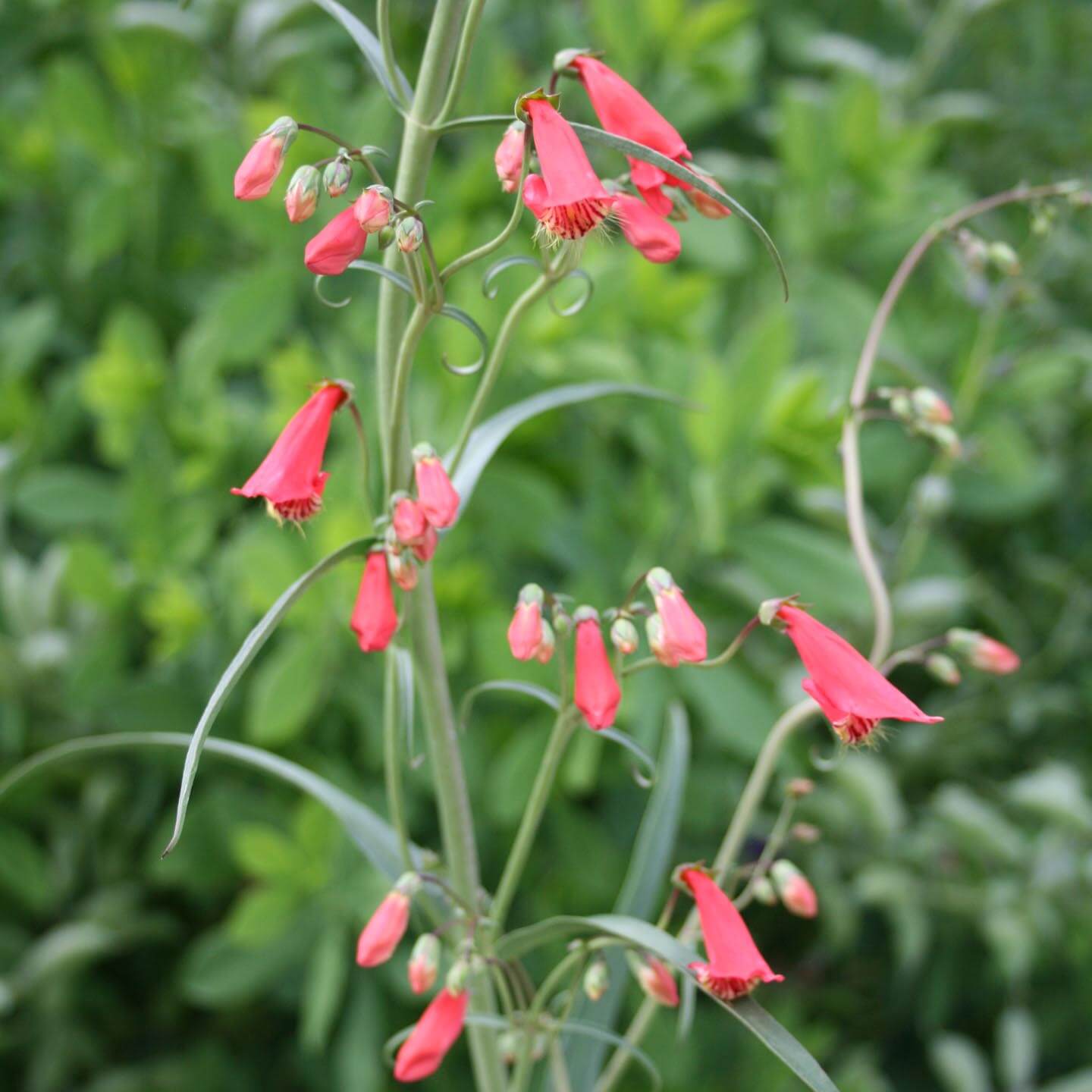 Penstemon Barbatus