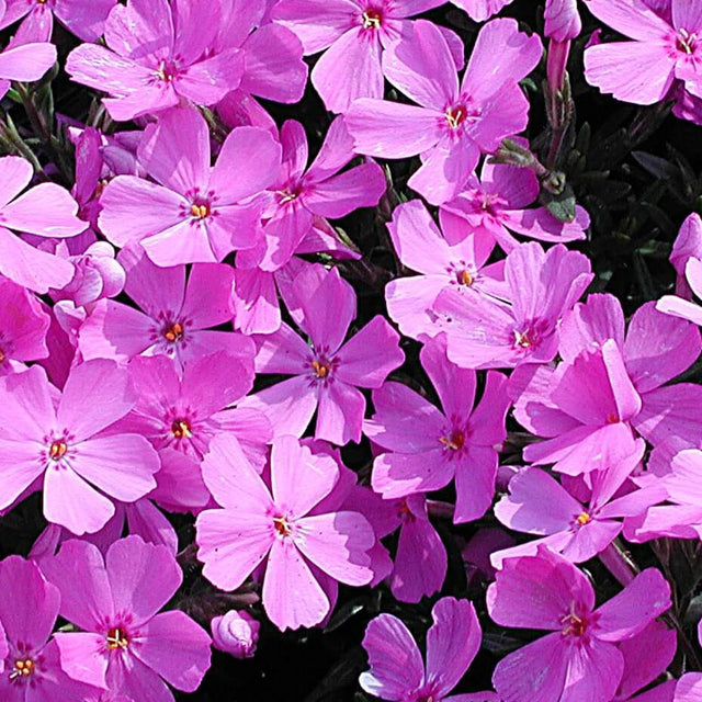 Phlox Emerald Pink Creeping Phlox for Sale | Rare Roots