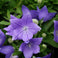 Platycodon Sentimental Blue Balloon Flower for Sale | Rare Roots