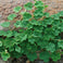 Rubus calycinoides Creeping Raspberry for Sale | Rare Roots