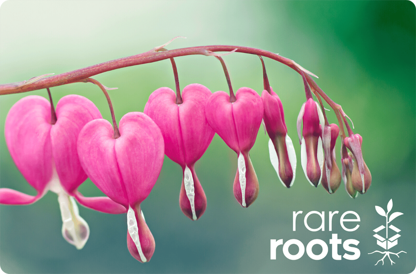 Rare Roots Gift Certificate