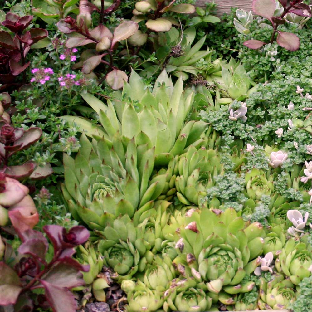 Rock Garden Collection for sale | Rare Roots