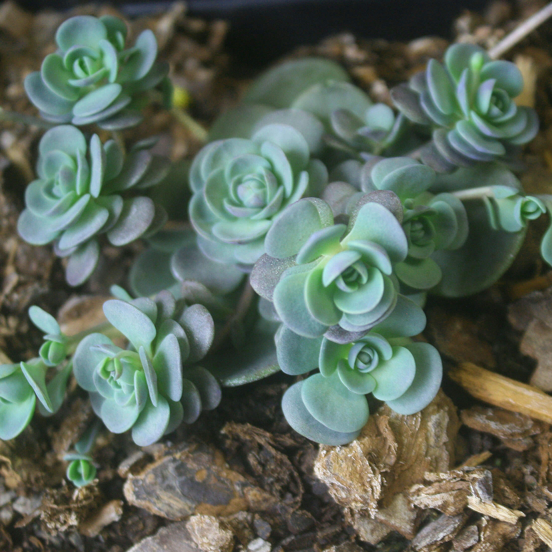 Sedum x Sedoro Blue Elf Stonecrop for Sale | Rare Roots