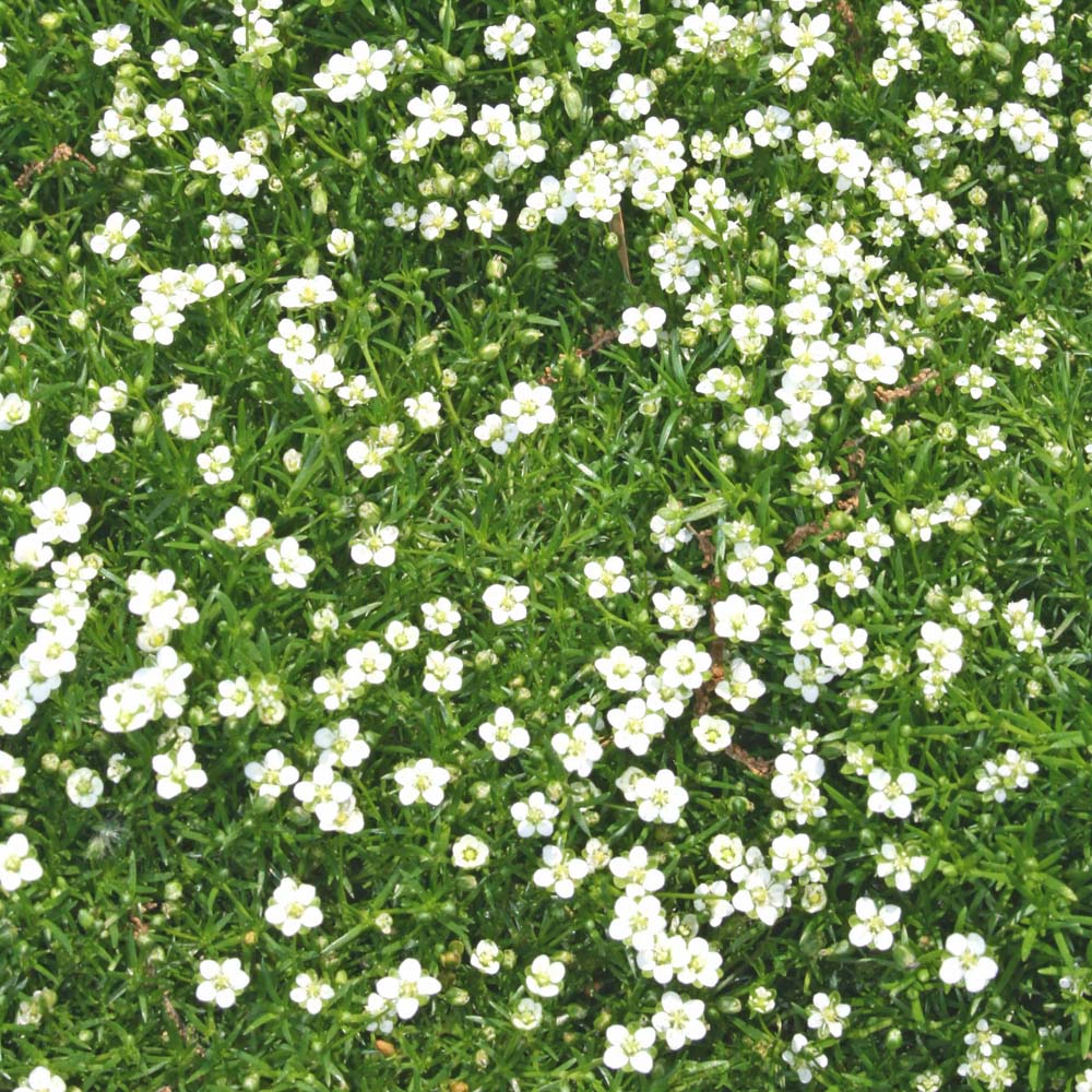 Irish Moss Ground Cover