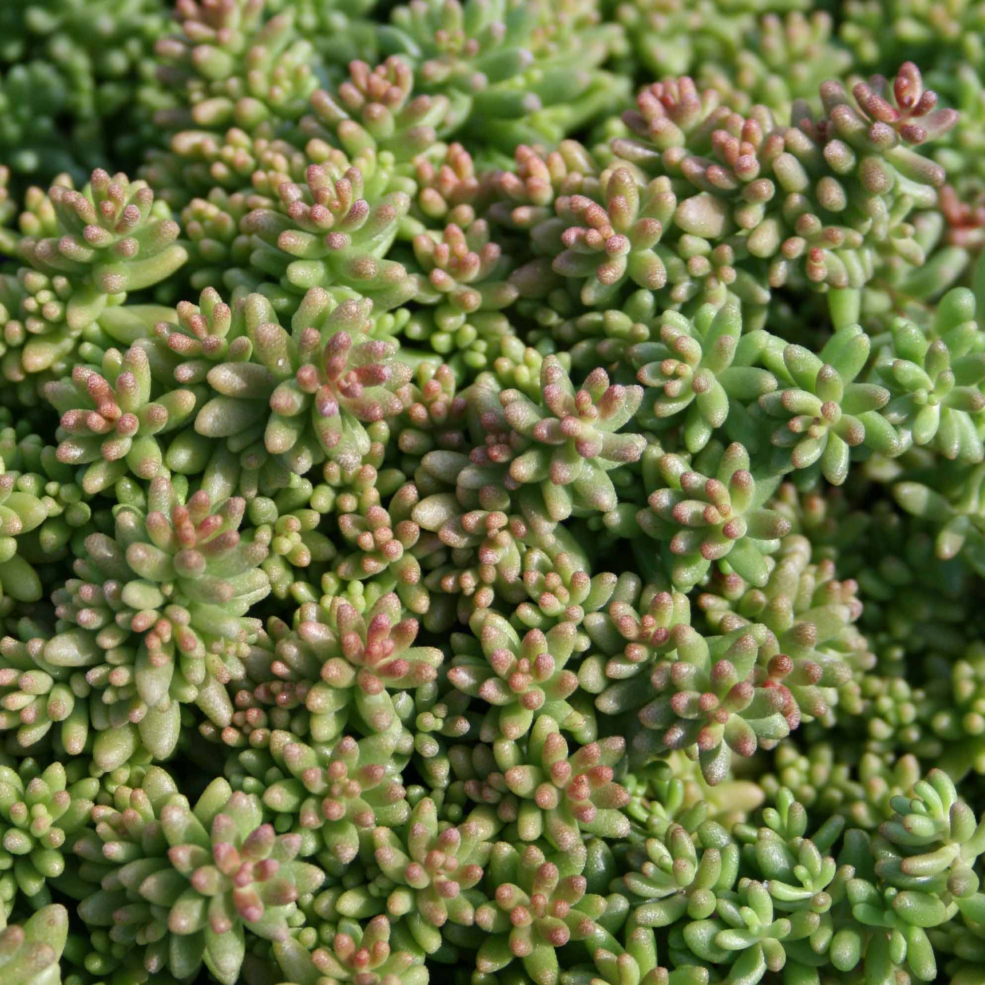 Sedum album Coral Carpet Stonecrop for Sale | Rare Roots