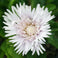 Stokesia laevis Divinity Stokes Aster for Sale | Rare Roots