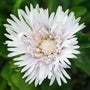 Stokesia laevis Divinity Stokes Aster for Sale | Rare Roots