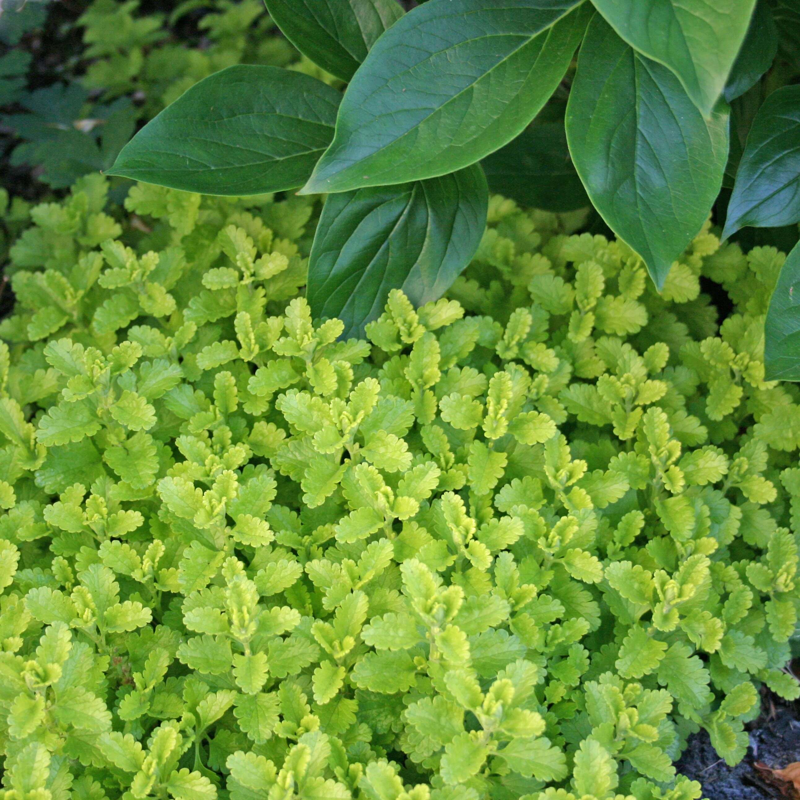 Veronica Repens Sunshine Golden Creeping Speedwell