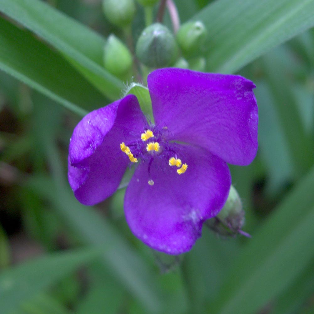 Tradescantia virginiana | Rare Roots