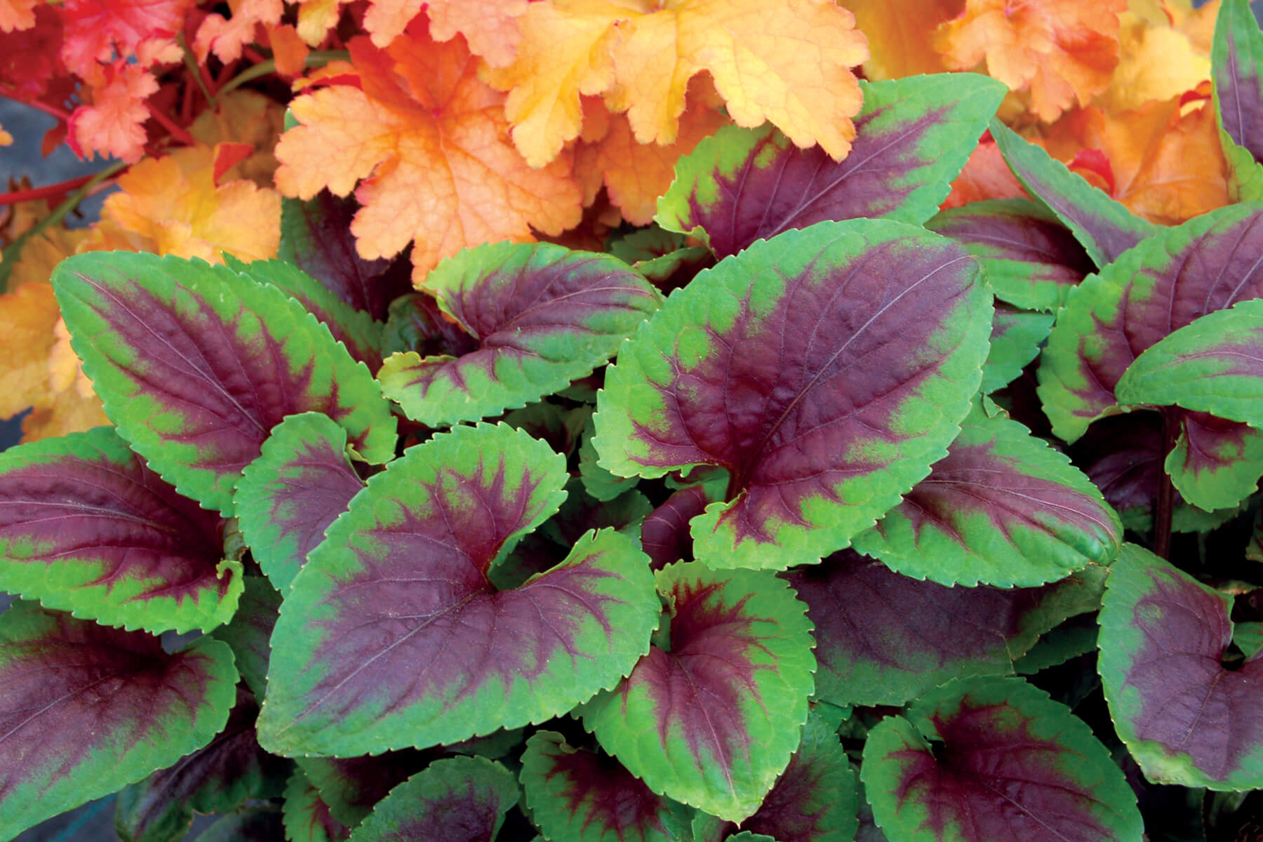 Viola x koreana Heartthrob Violet for Sale | Rare Roots