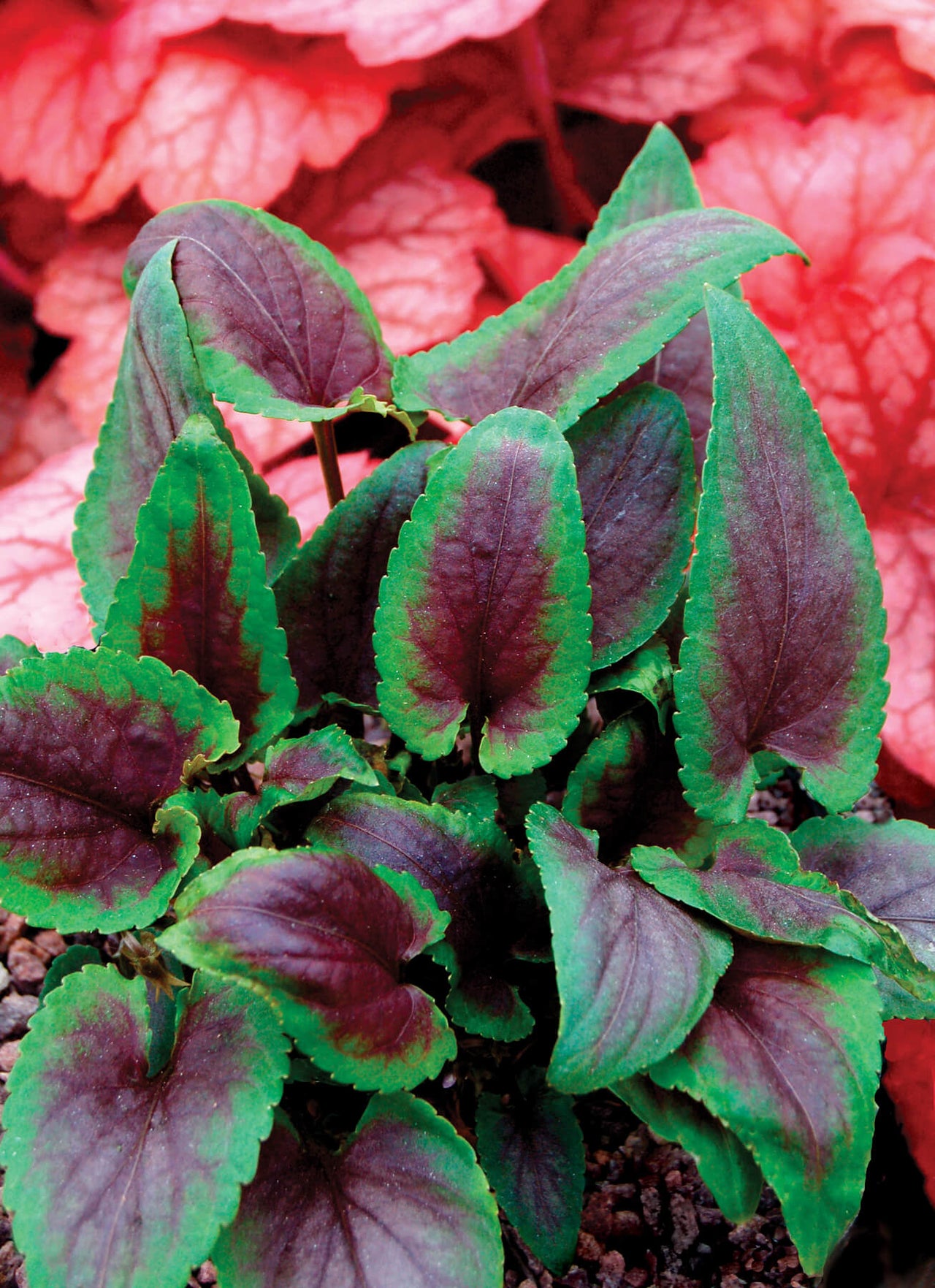 Viola x koreana Heartthrob Violet for Sale | Rare Roots