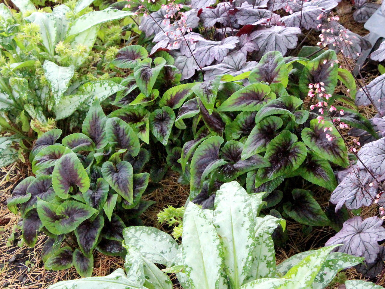 Viola x koreana Heartthrob Violet for Sale | Rare Roots