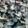 Viola koreana 'Styletta' Korean Violet | Rare Roots