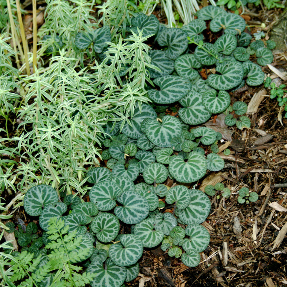 Viola koreana 'Styletta' Korean Violet | Rare Roots